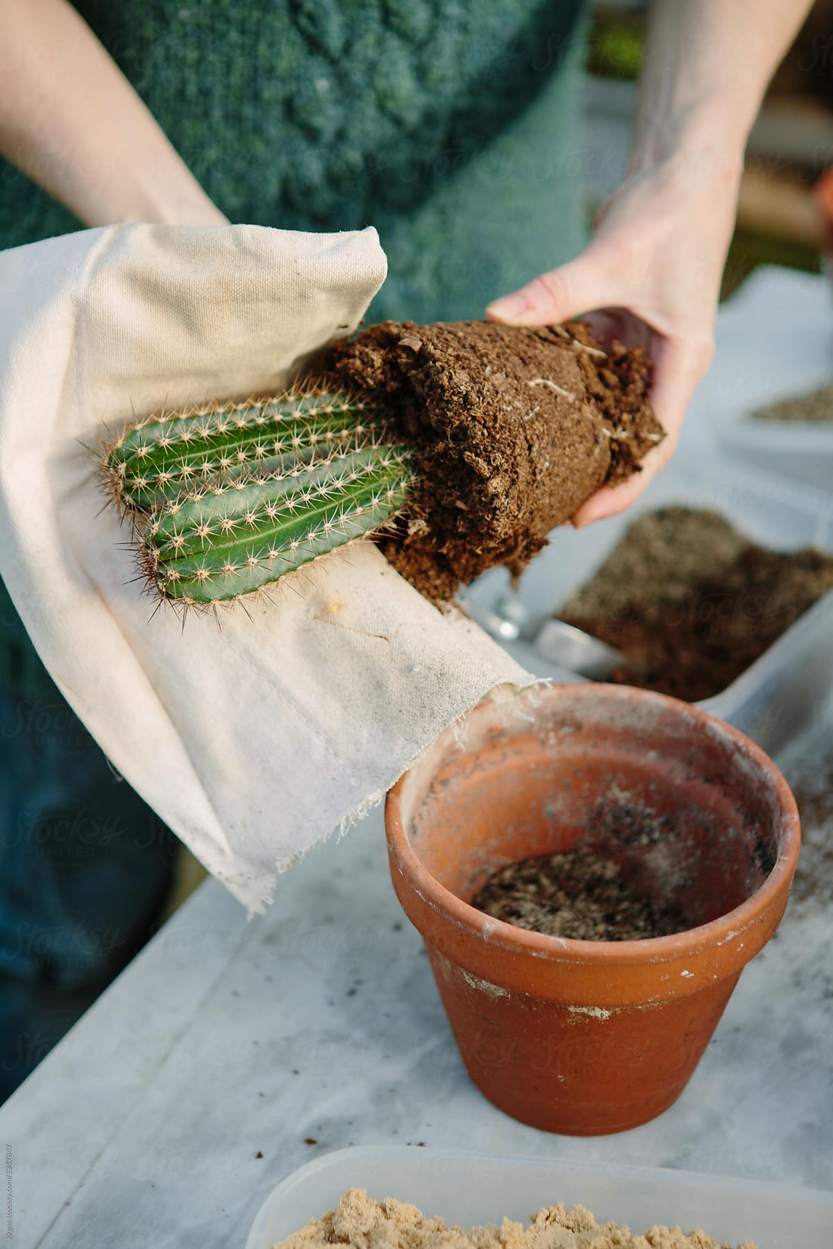 "Woman Repotting Cactus Plants" by Stocksy Contributor "Kkgas" - Stocksy