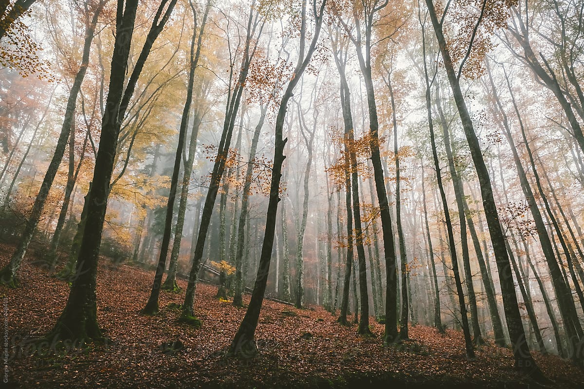 "Misty Beech Forest In Autumn" by Stocksy Contributor "Giorgio Magini ...