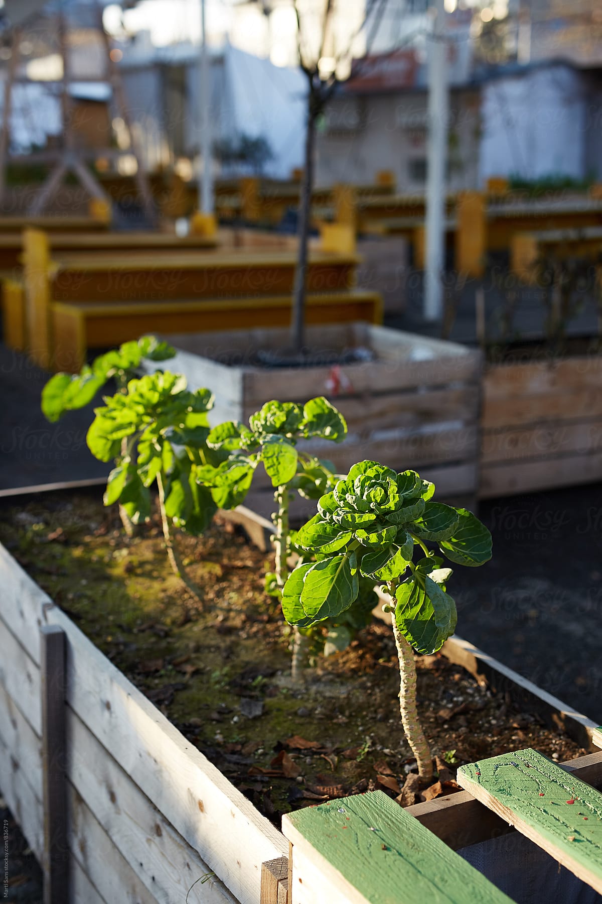 "Growing Plants In Sunlight" by Stocksy Contributor "Martí Sans" - Stocksy
