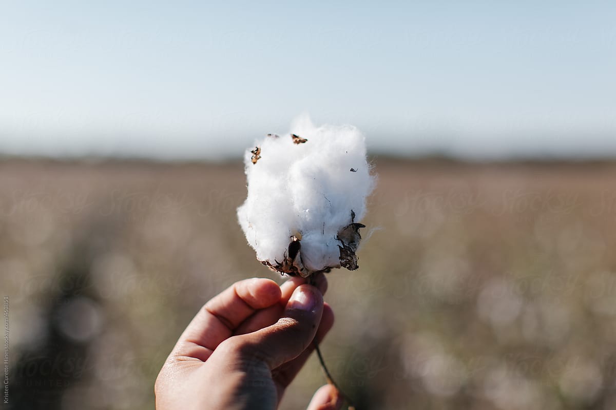 "A Person Holding A Bulb Of Cotton In The Countryside." by Stocksy ...