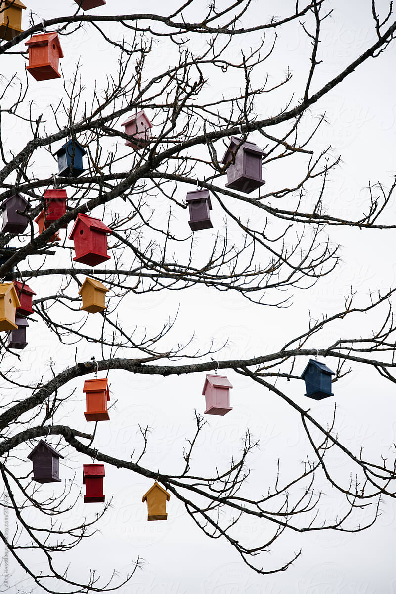 "Bright Bird Boxes On Bare Tree" by Stocksy Contributor "Alina ...