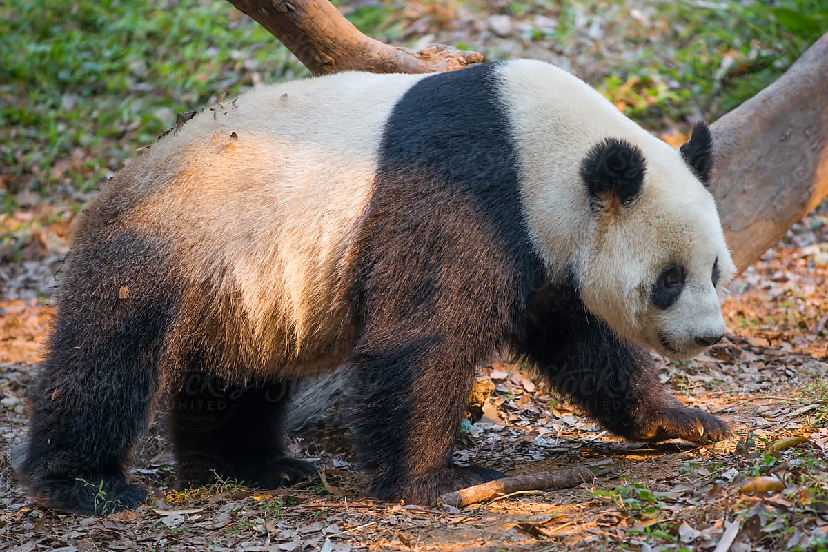 "A Giant Panda With Sunlight" by Stocksy Contributor "Pansfun Images ...