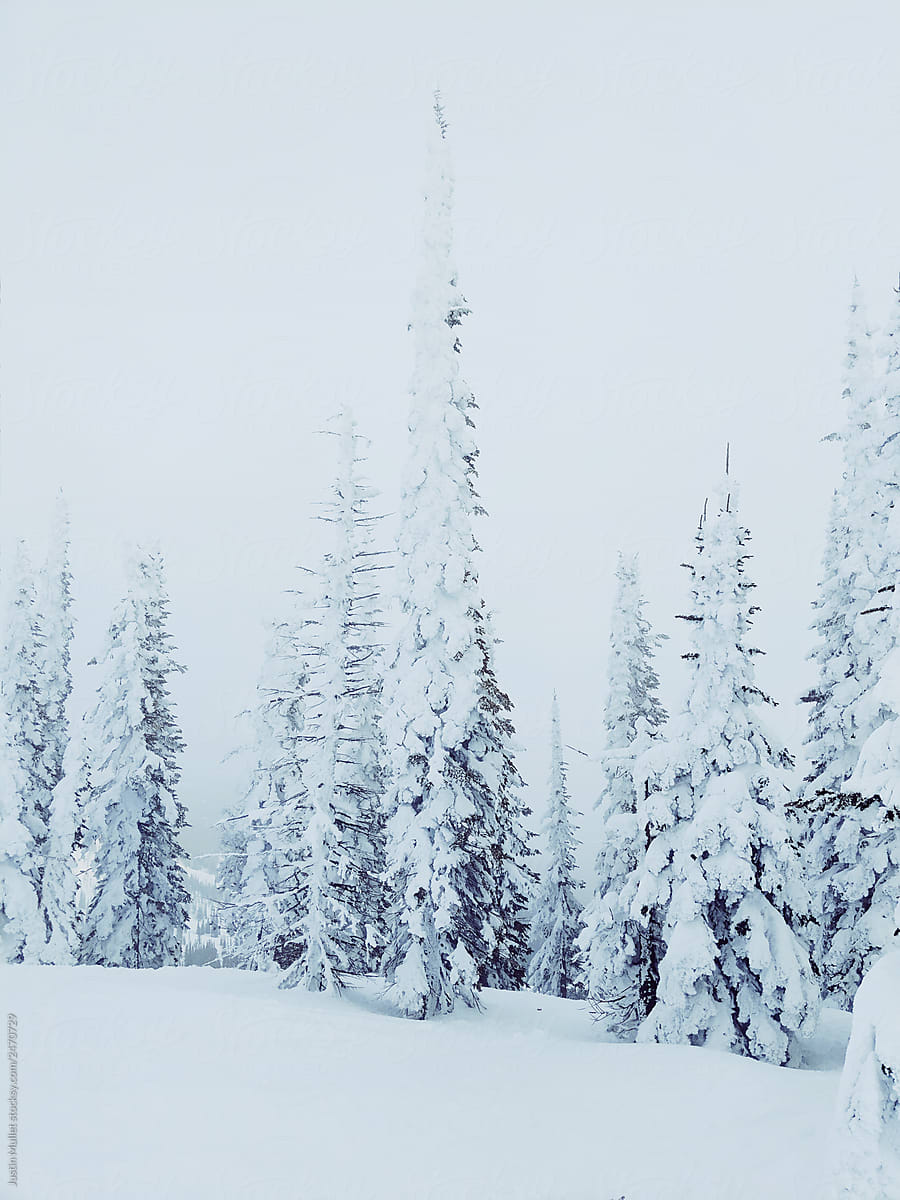 "Foggy Snow Ghosts Stock Photo" by Stocksy Contributor "Justin Mullet ...
