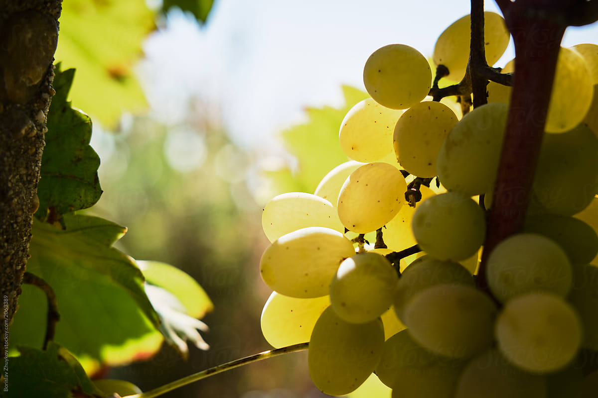 "Close Up Of Yellow Grape During Harvesting" by Stocksy Contributor ...