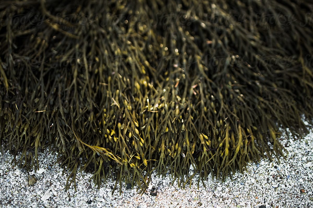"Detail Of Seaweed" by Stocksy Contributor "Itla" - Stocksy