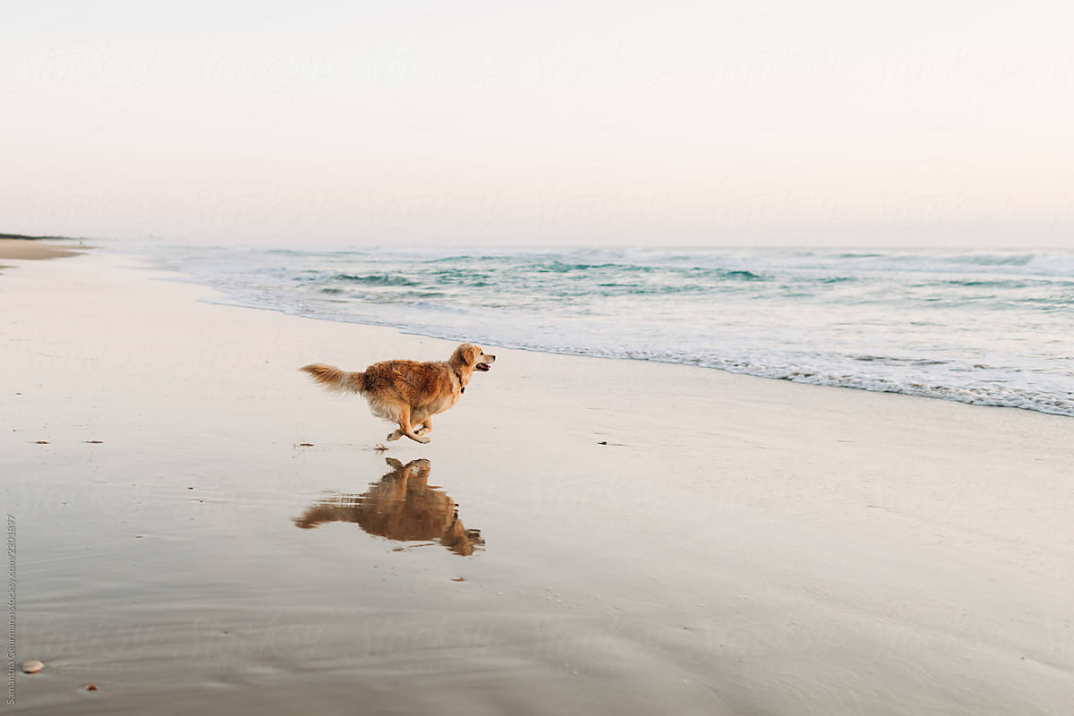 "Golden Retriever Running In Ocean" by Stocksy Contributor "Samantha ...