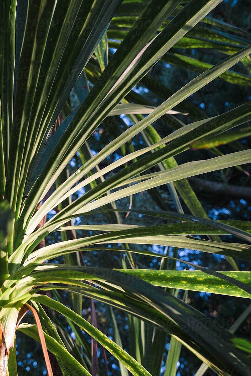 "Pampas Palm In Garden" by Stocksy Contributor "Rowena Naylor" - Stocksy
