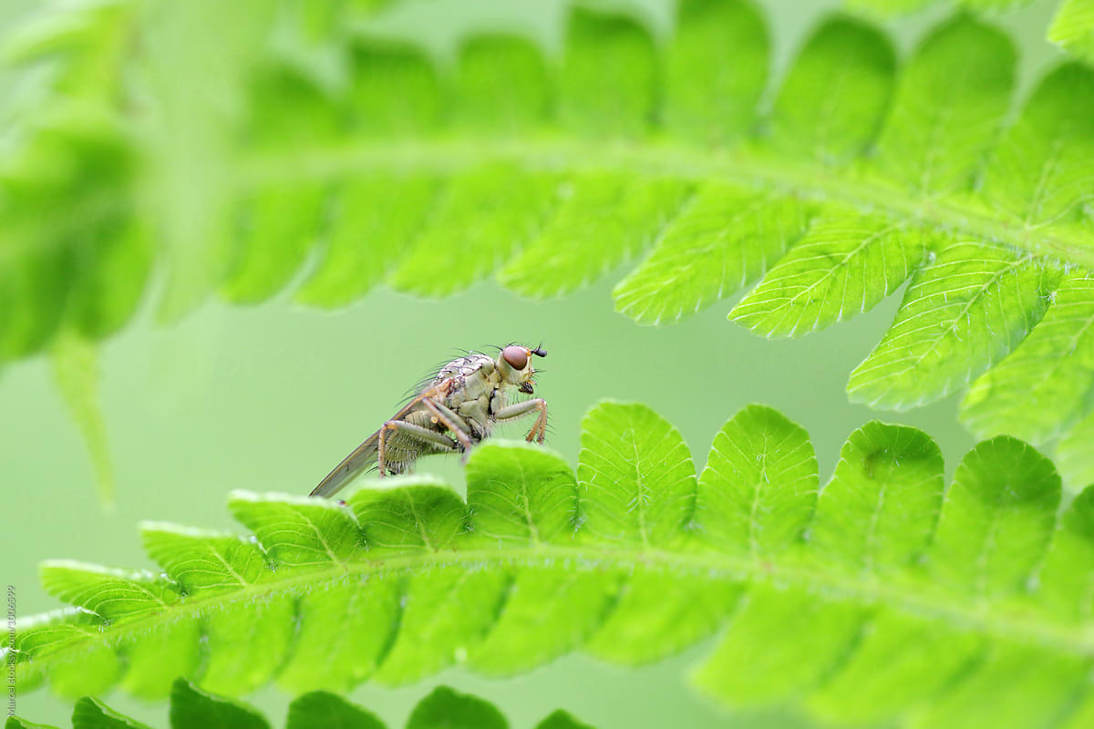 "Dung Fly On Fern" by Stocksy Contributor "Marcel" - Stocksy