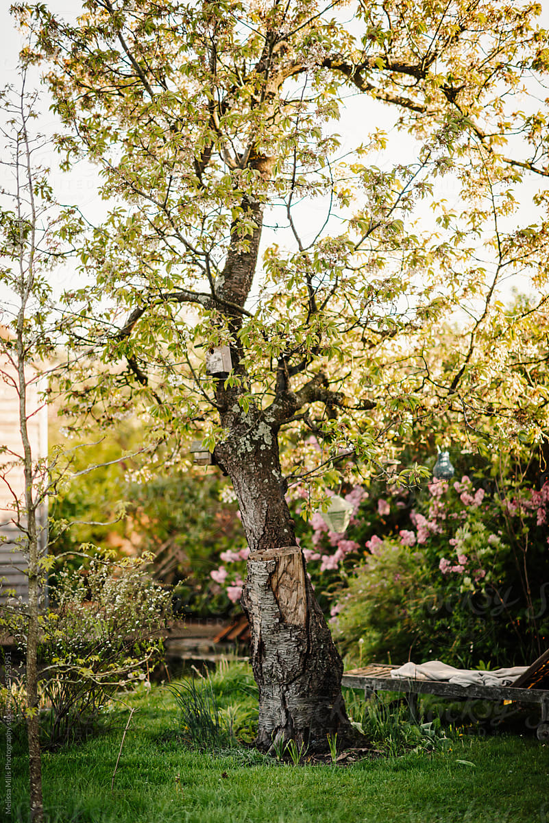 "Large Tree In The Garden" by Stocksy Contributor "Melissa Milis ...