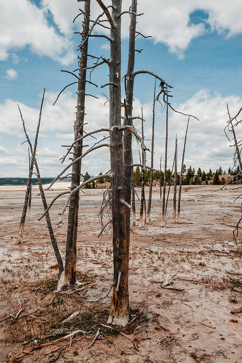"Dead Trees At Hydrothermal Hot Springs" by Stocksy Contributor "Justin ...