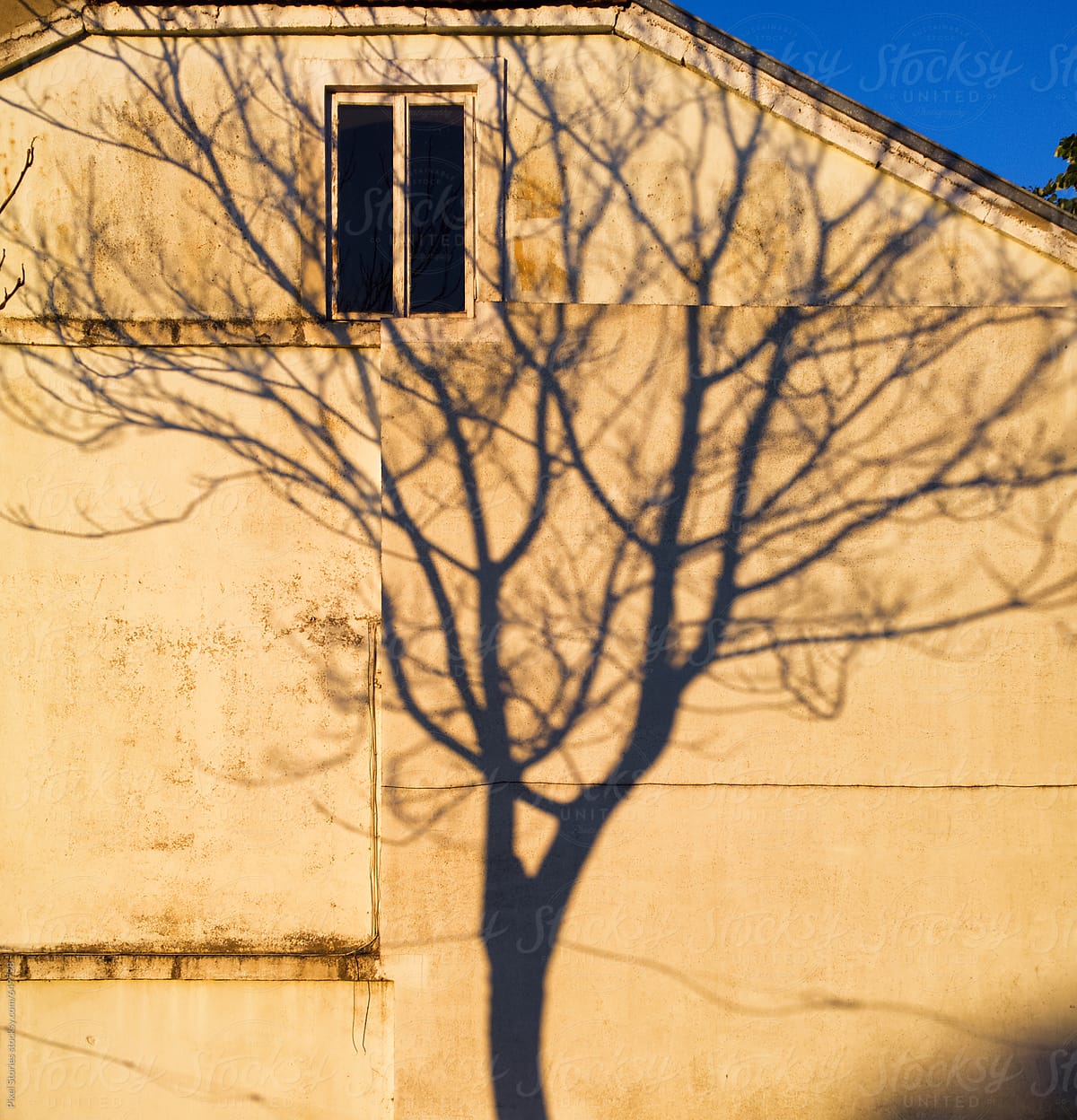 "Tree Shadow Against Yellow Building" by Stocksy Contributor "Sibila ...