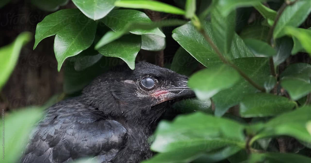 "Crow Wildlife Bird Closeup" by Stocksy Contributor "Maryanne Gobble ...