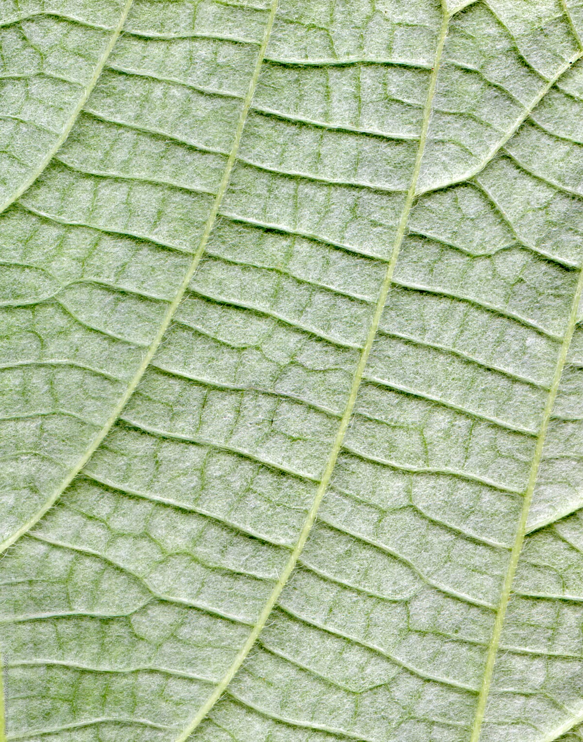 "Hemp Leafs Surface At Extreme Close-up" by Stocksy Contributor "Wenhai ...