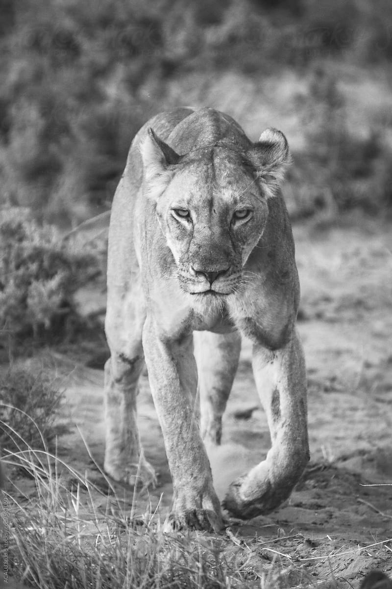 "Lioness In Black And White" by Stocksy Contributor "ACALU Studio ...