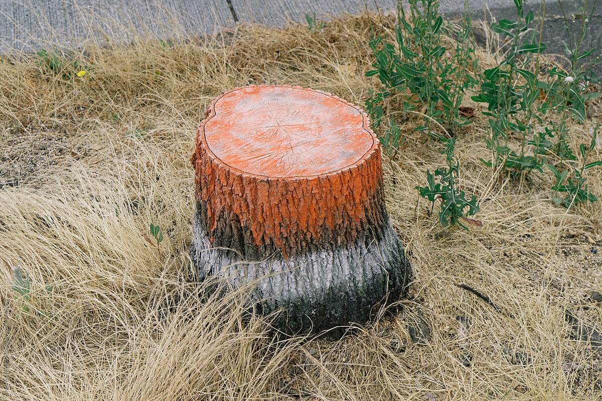 "Painted Orange And White Tree Stump Near Urban Sidewalk" by Stocksy ...