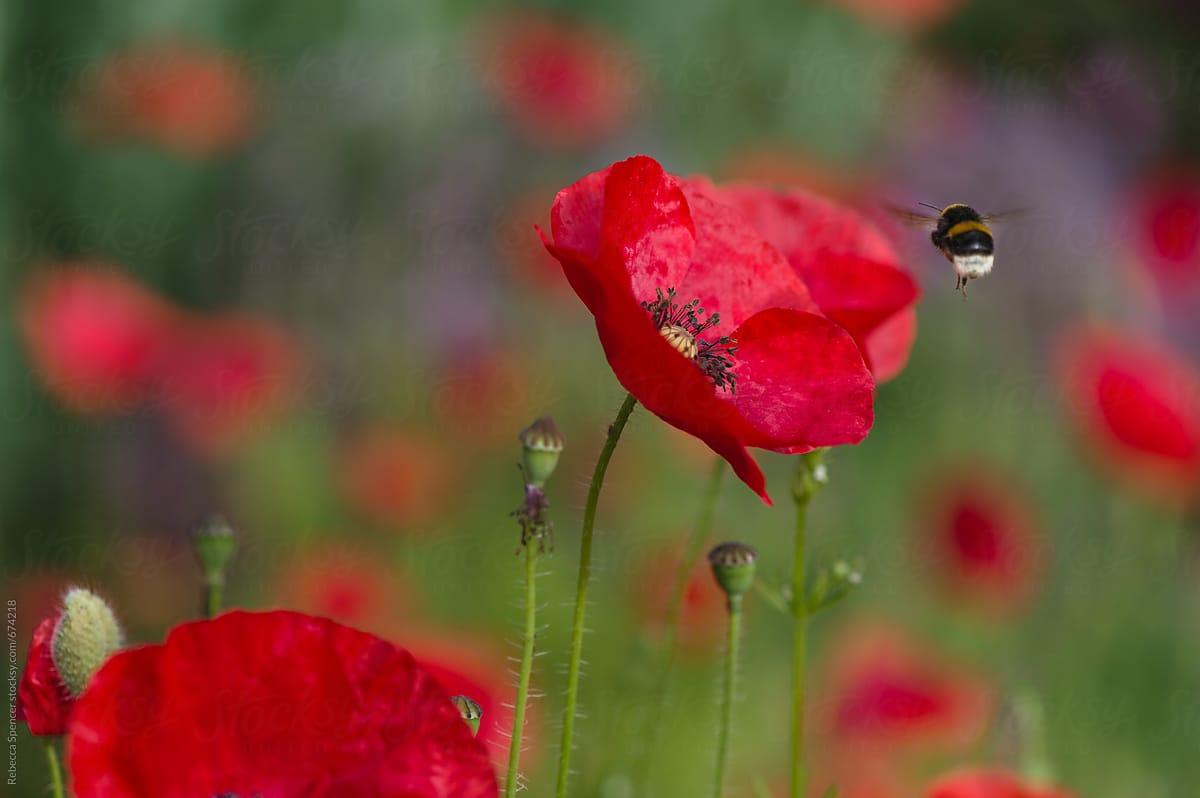 "Bee Collecting Pollen From Red Poppies" by Stocksy Contributor ...