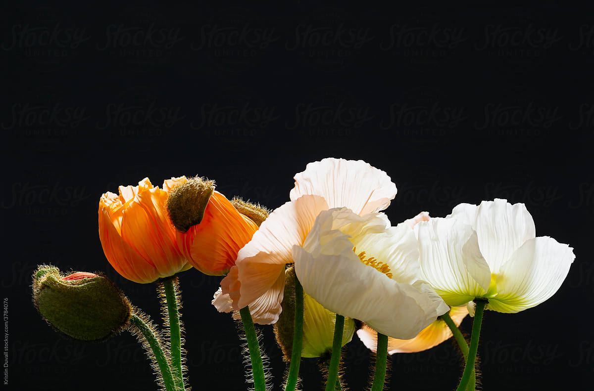 "Poppy Flowers Still Life Profile" by Stocksy Contributor "Kristin ...