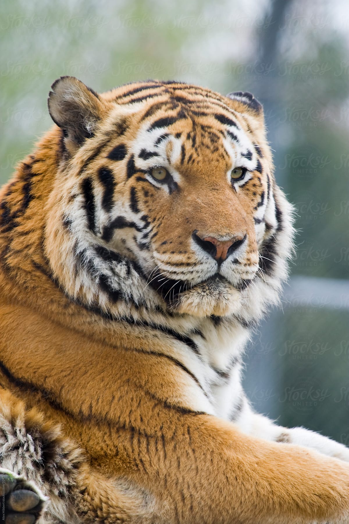 "Amur Tiger" by Stocksy Contributor "Alex Hibbert" - Stocksy