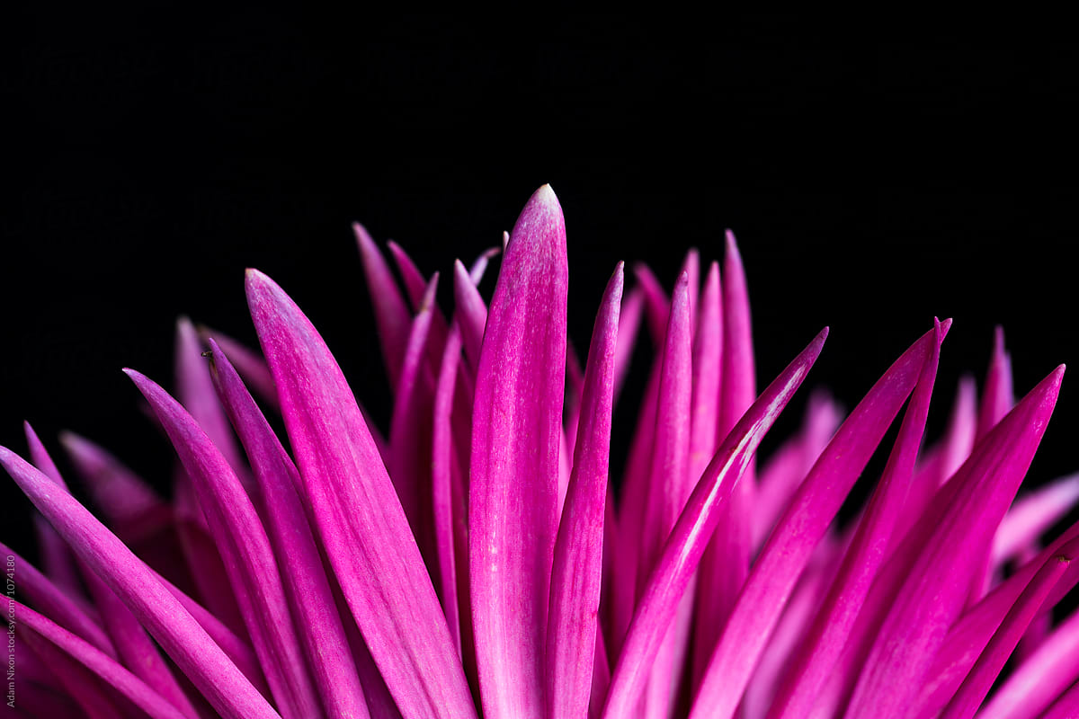 "Purple Spring Spider Gerbera Daisy, Abstract" by Stocksy Contributor ...