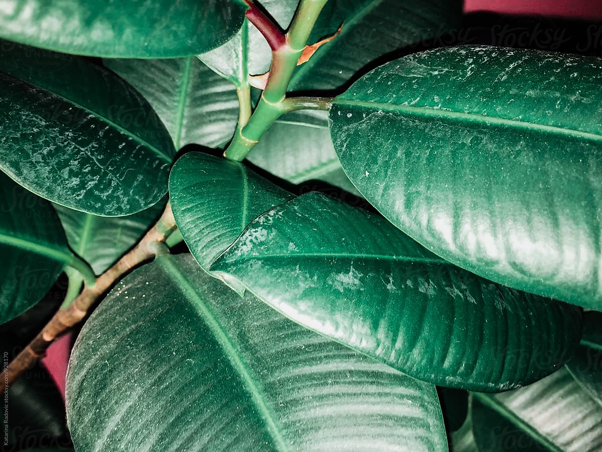 "Vibrant Ficus Plant Leafs" by Stocksy Contributor "Katarina Radovic ...