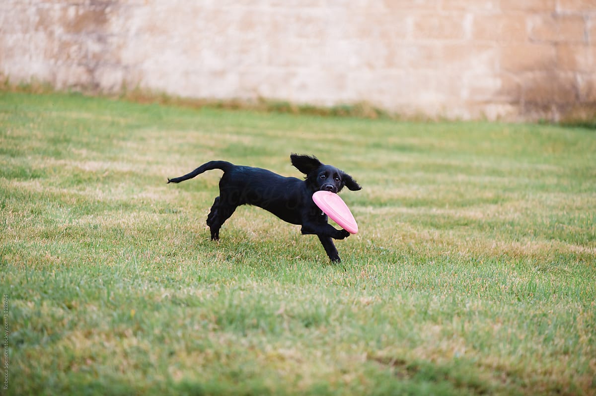 "Puppy Plays With A Frisbee" by Stocksy Contributor "Rebecca Spencer ...