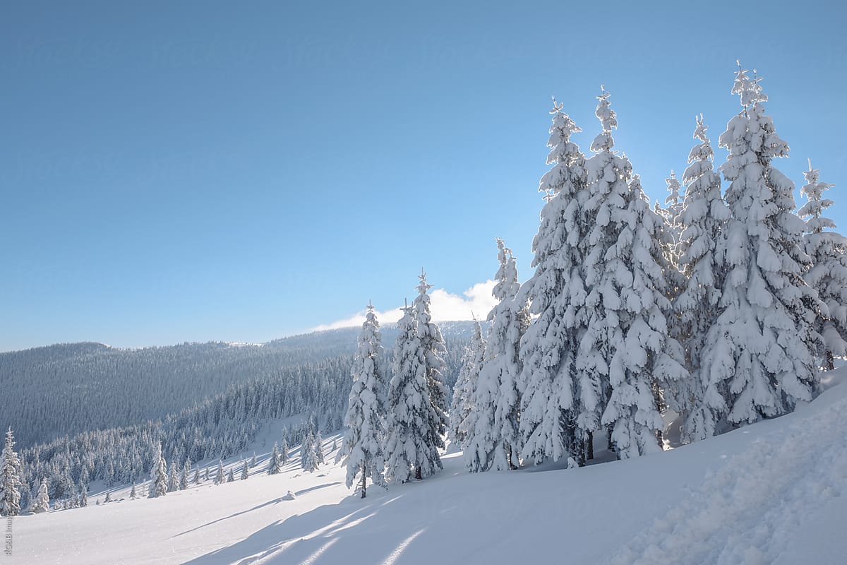 "Landscape With Forest Of Frozen Fir Trees" by Stocksy Contributor ...