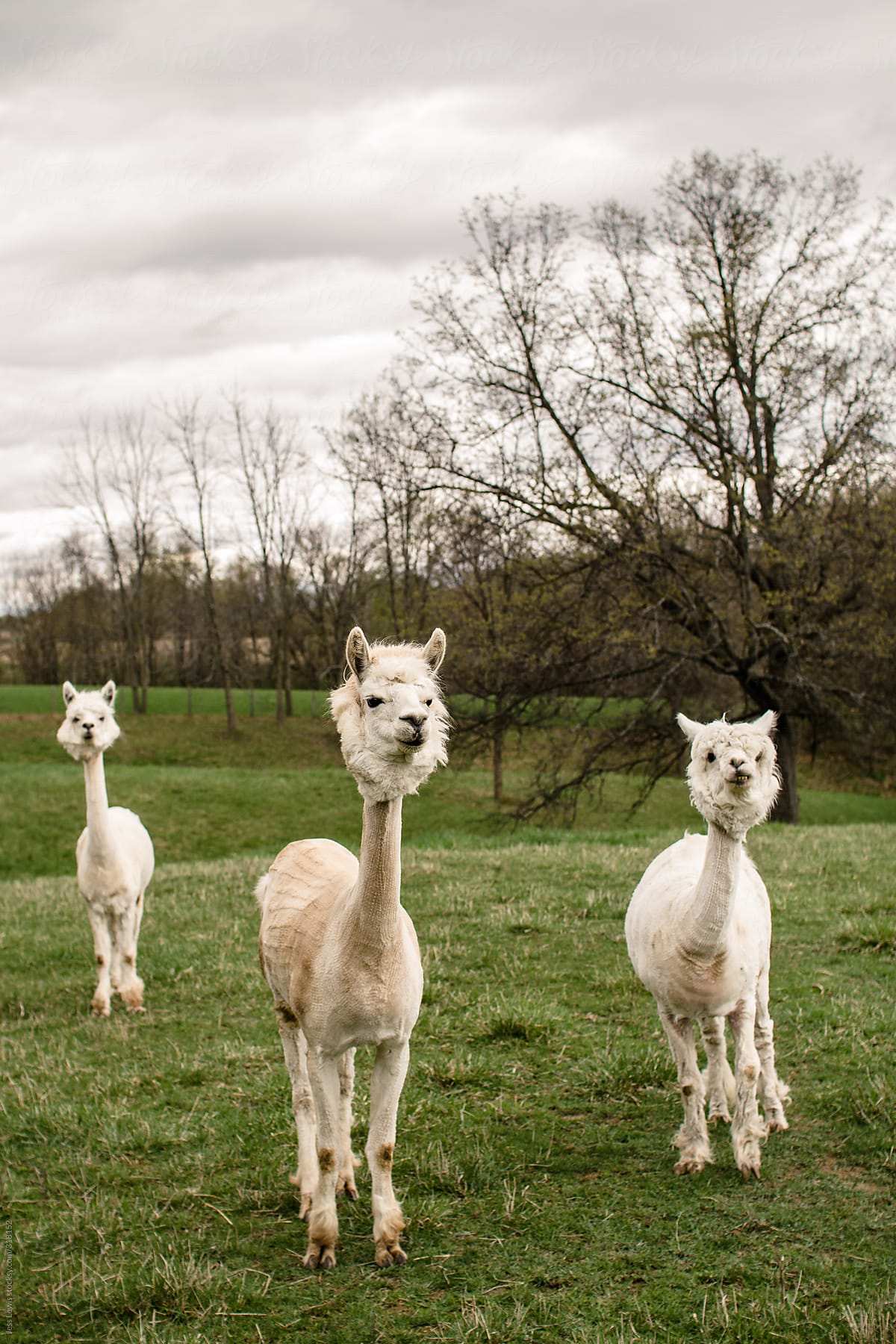 "Three Sheared Alpacas" by Stocksy Contributor "Jess Lewis" - Stocksy