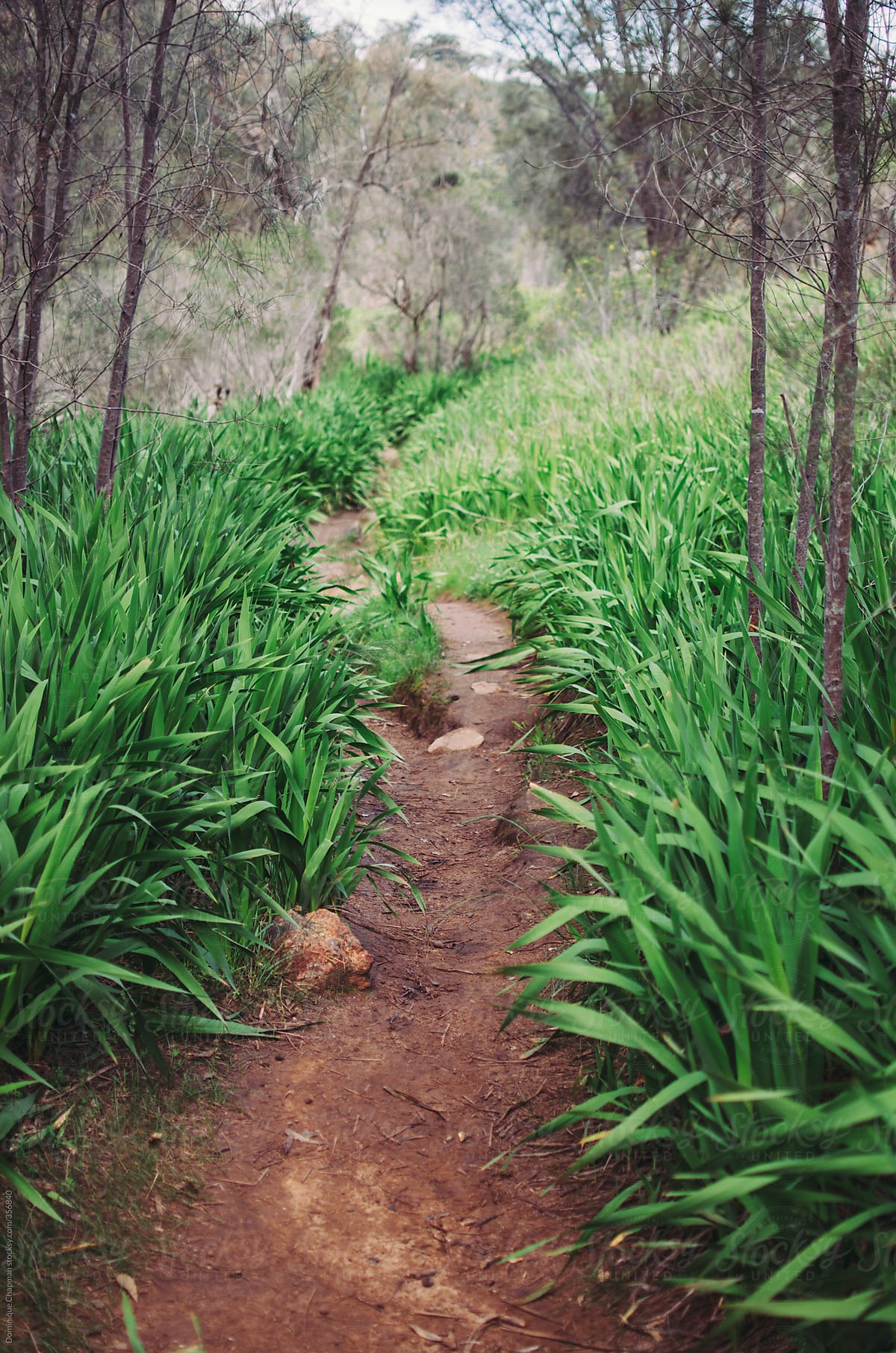 "Small Australian Bush Walk Track" by Stocksy Contributor "Dominique ...