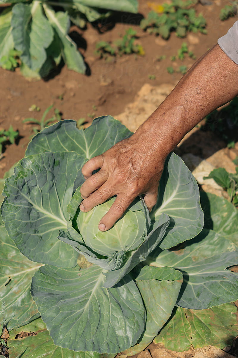 Hand Picking Vegetables How And When To Harvest Tomatoes