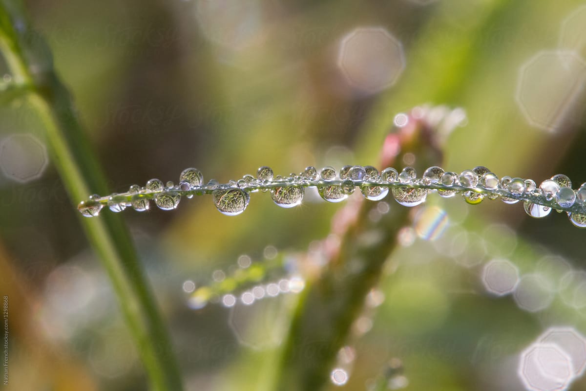 "Morning Dew Drops" by Stocksy Contributor "Nathan French" - Stocksy