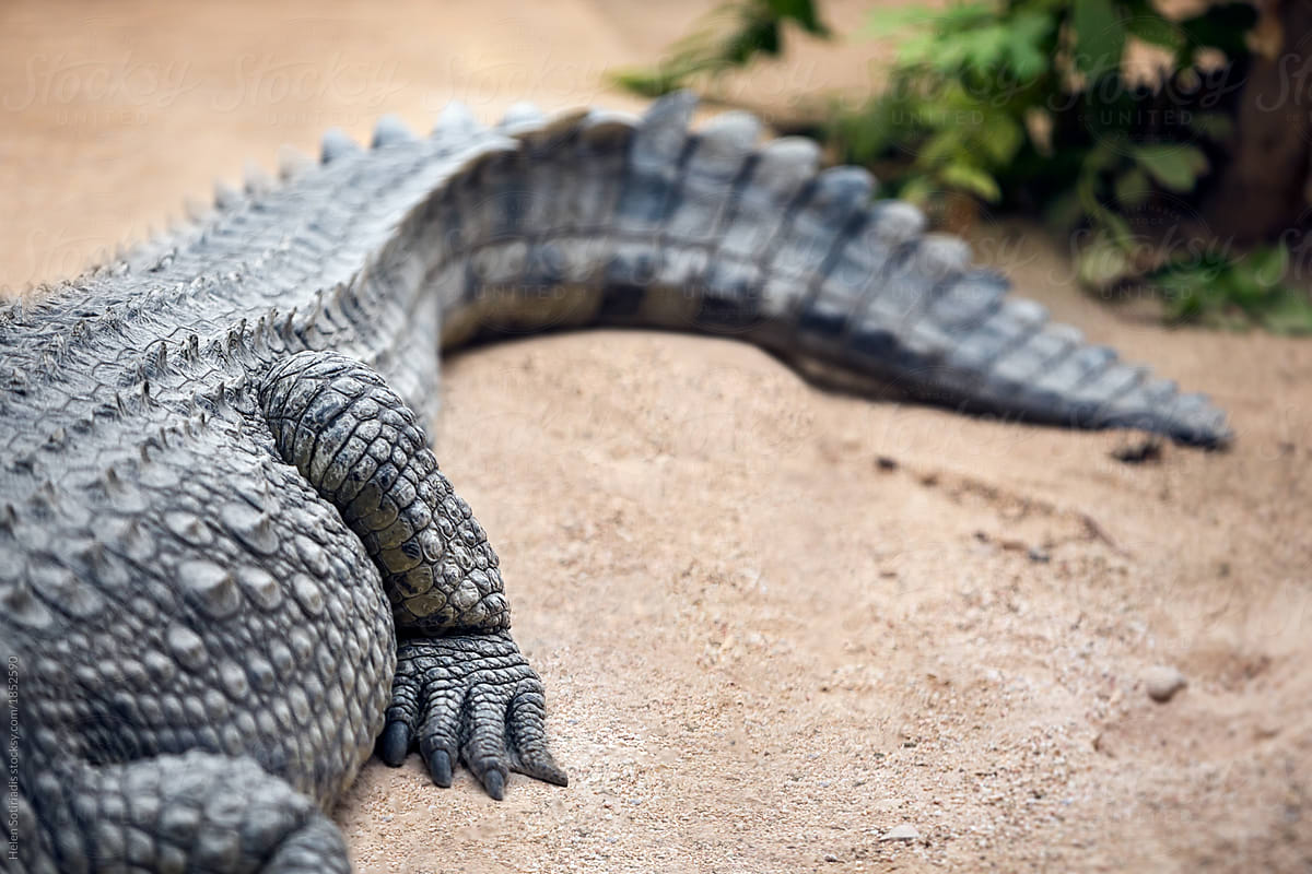  Alligator Tail And Leg By Stocksy Contributor Helen Sotiriadis