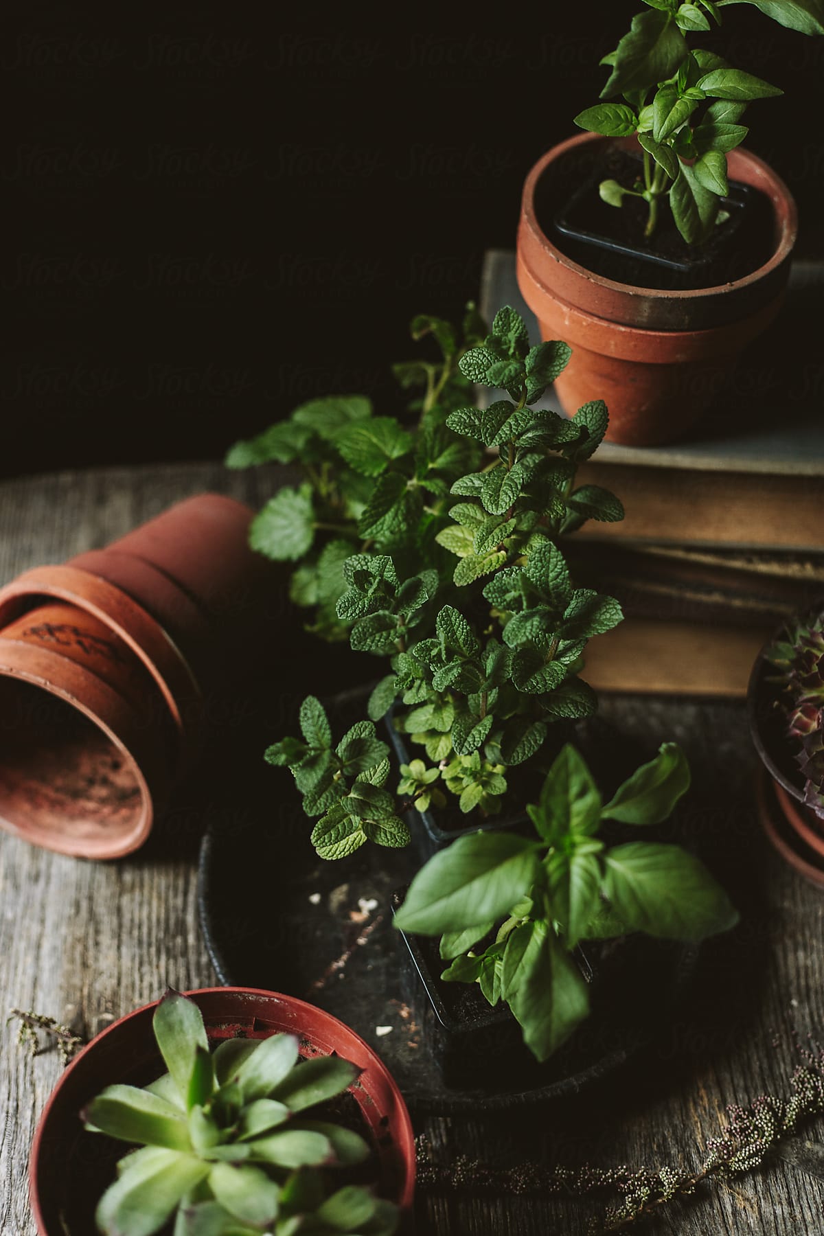 "Plants Still Life" by Stocksy Contributor "Natasa Kukic" - Stocksy