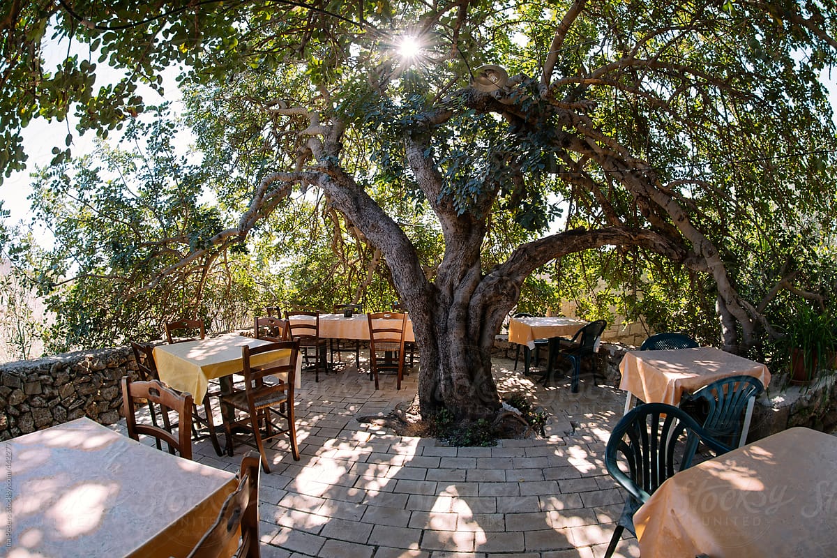 "Mediterranean Outdoor Restaurant Under An Old Tree" by Stocksy ...