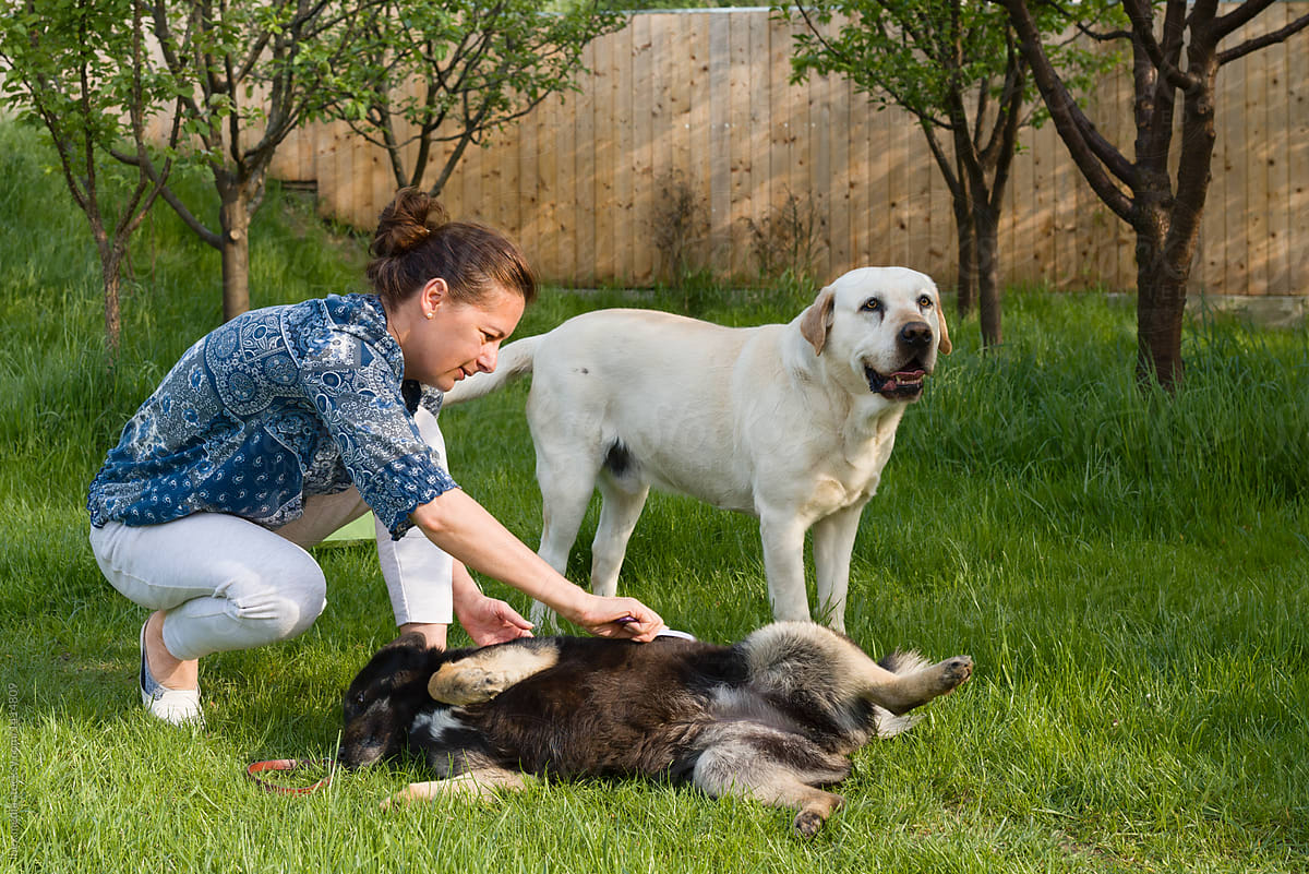 "Woman Brushing Her Two Dogs Outdoor In The Backyard" by Stocksy ...