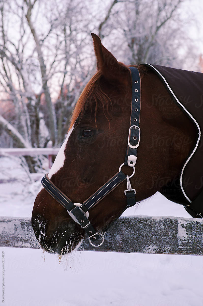 "Horse In Winter Field." by Stocksy Contributor "Duet Postscriptum ...