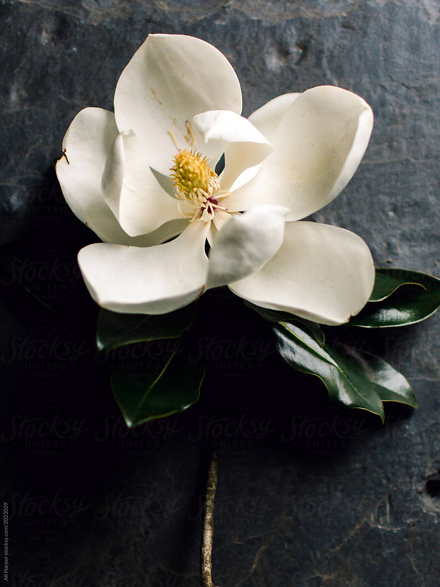 "Magnolia Bloom" by Stocksy Contributor "Ali Harper" - Stocksy