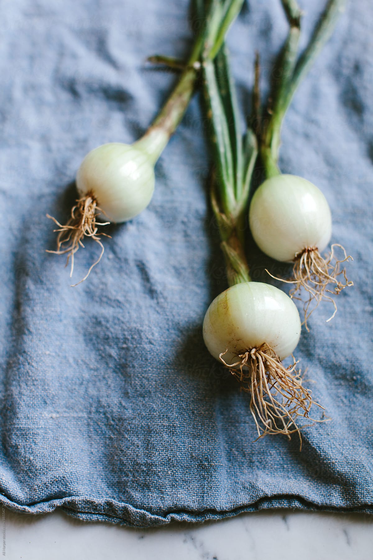 "Organic Onions" by Stocksy Contributor "Ali Harper" - Stocksy