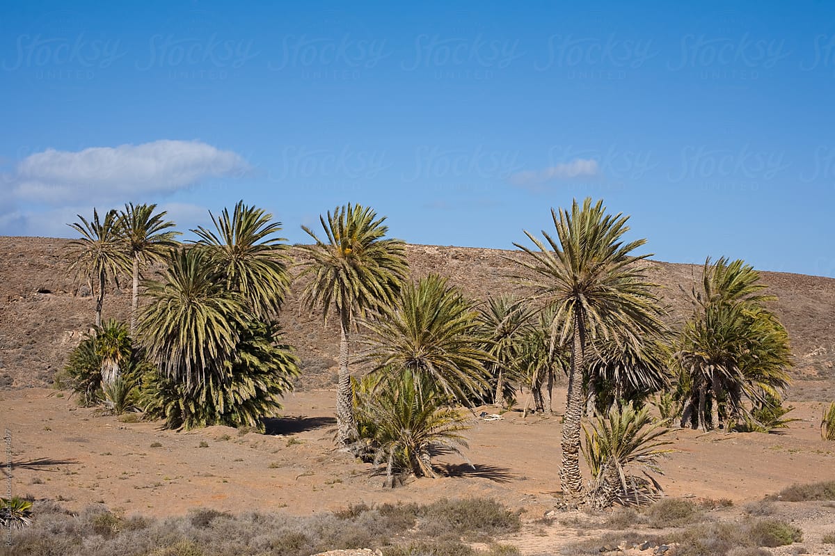 "Palmtrees In Valley" by Stocksy Contributor "Rene de Haan" - Stocksy
