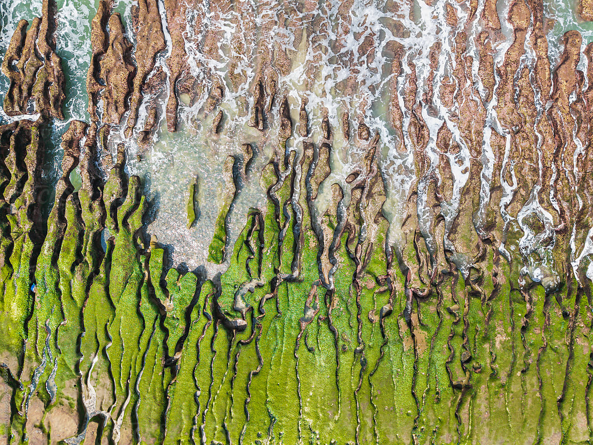 "Green Seaweed Patterns On Rocky Coastline" by Stocksy Contributor ...