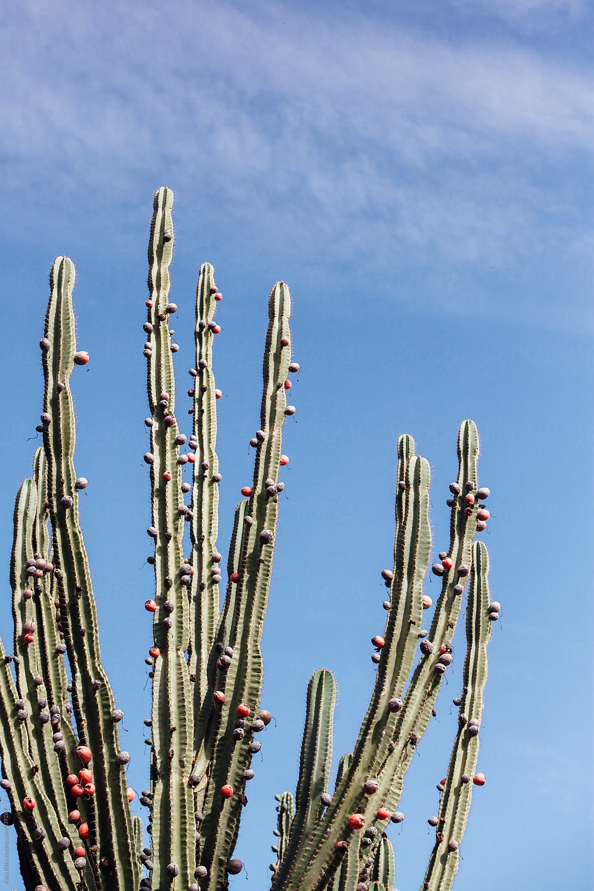 "Cactus Against Blue Sky" by Stocksy Contributor "Kara Riley" - Stocksy