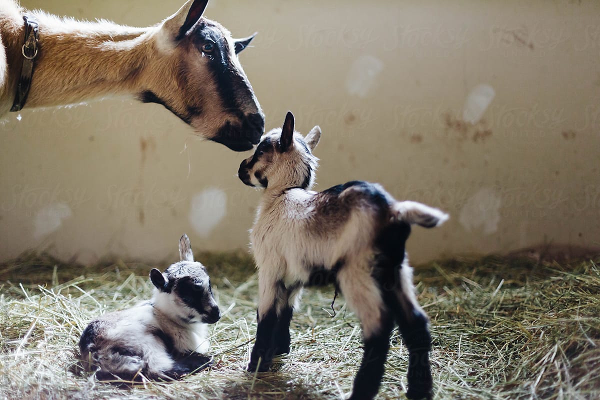 "Day Old Goat Kids With Their Mother" by Stocksy Contributor "Amy ...