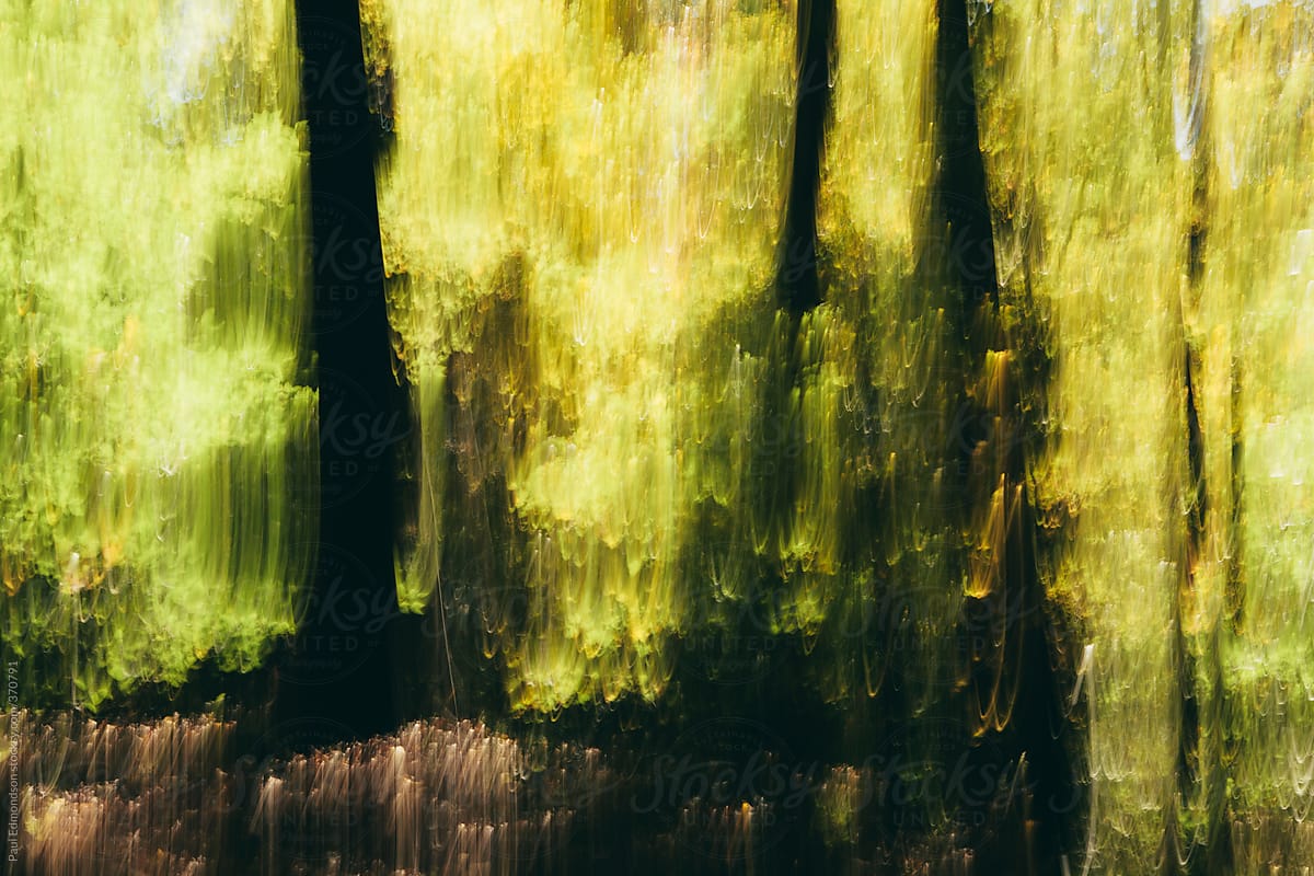 "Abstract Of Forest In Autumn" by Stocksy Contributor "Rialto Images ...