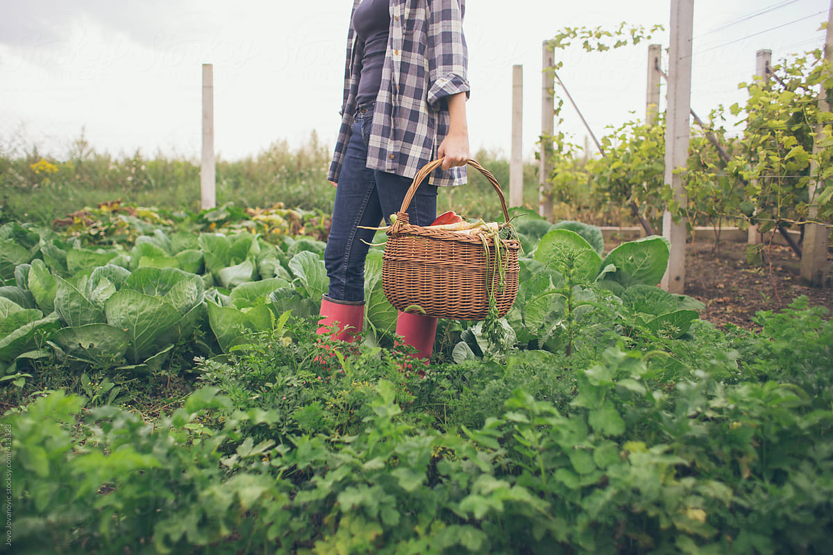 "Farmer Browsing Through The Vegetable Field" by Stocksy Contributor ...