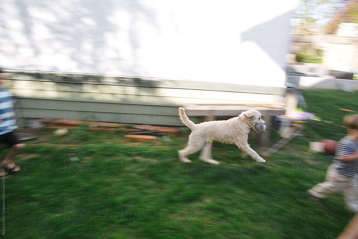 "Blurry Dog And Kids Running" by Stocksy Contributor "Rob And Julia ...