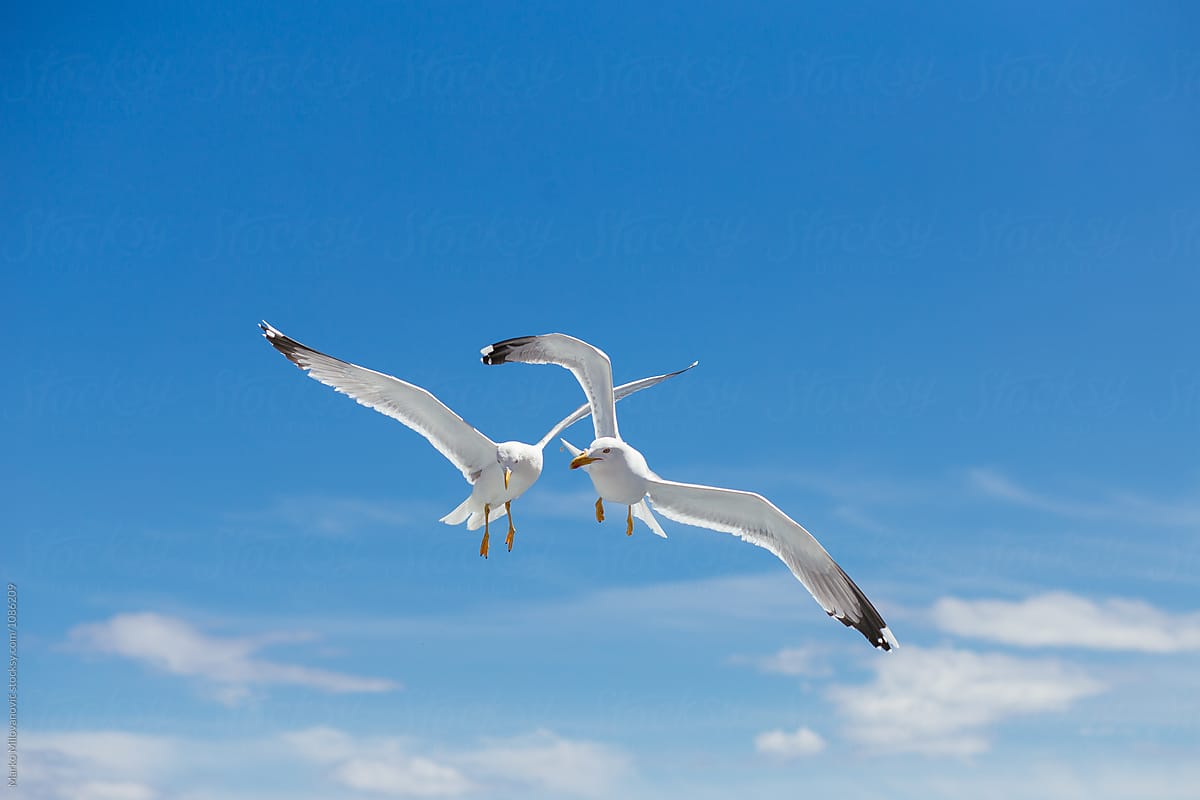 "Seagulls Flying Near Ferry Boat" by Stocksy Contributor "Marko" - Stocksy