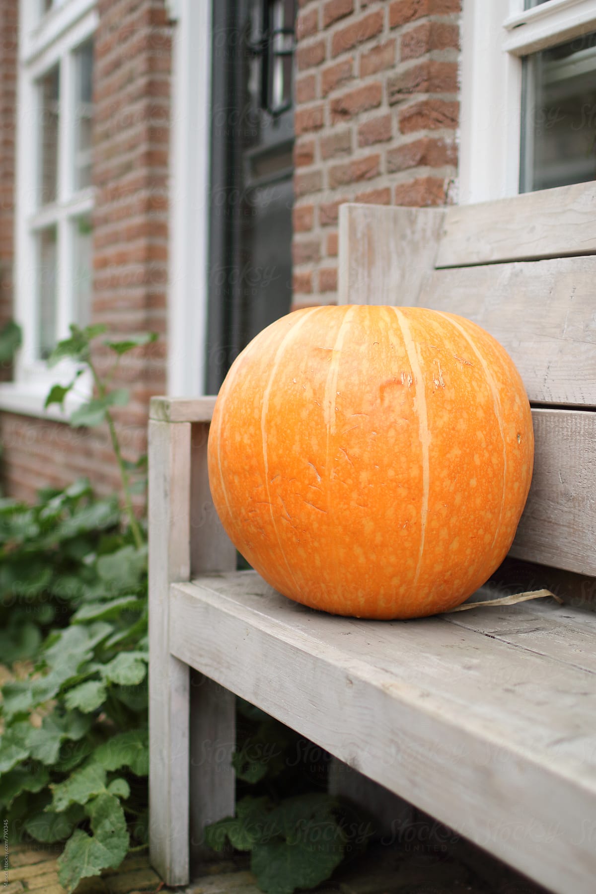 "Giant Pumpkin On Bench In Front Garden" by Stocksy Contributor "Marcel ...
