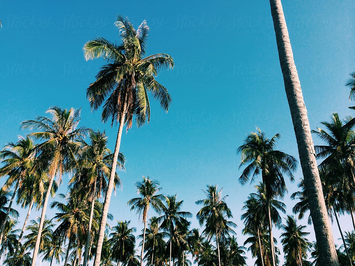 "Coconut Tree" by Stocksy Contributor "Jira Saki" - Stocksy