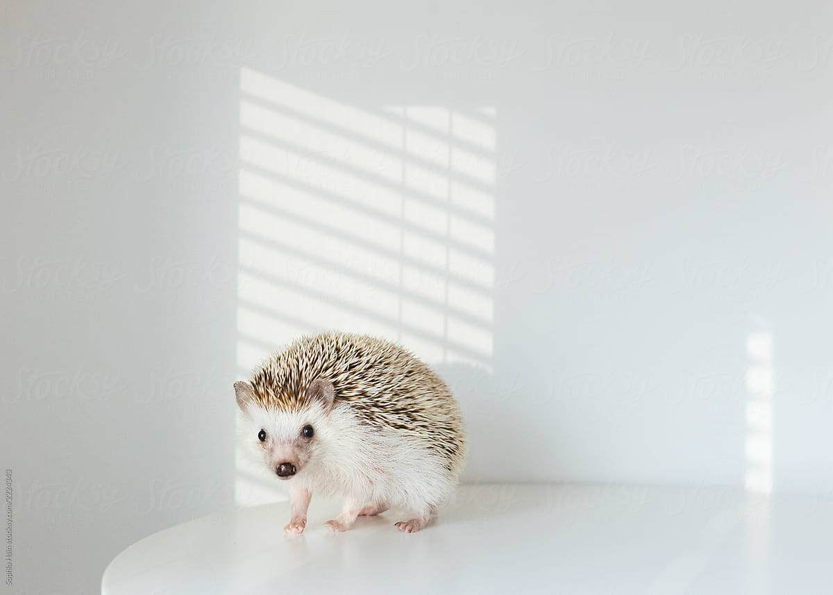 "Cute As Heck Hedgehog On Table With Sunlight And Copy Space" by ...