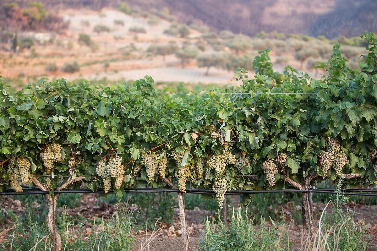 "Grapes On The Vine" by Stocksy Contributor "Helen Sotiriadis" - Stocksy