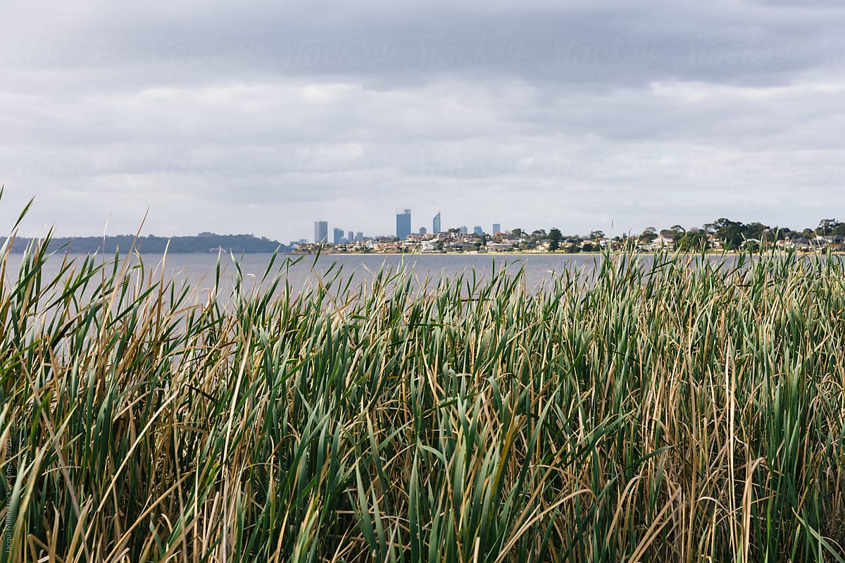 "View Over The Swan River Toward Perth City, From Alfred Cove, Western ...
